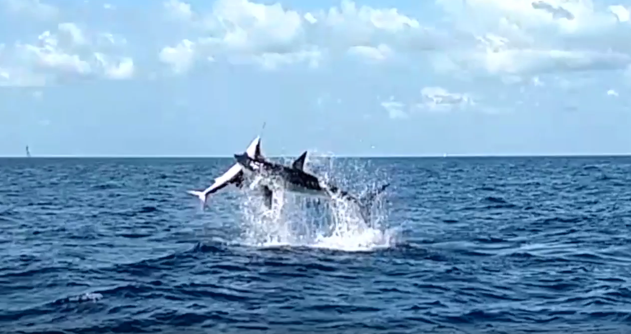 Mako Attacks Sailfish! – ROFFS®